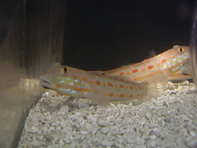 Diamond Goby S