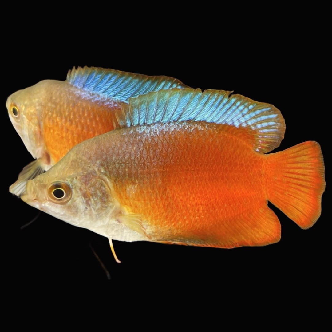 Male Flame Red Dwarf Gourami