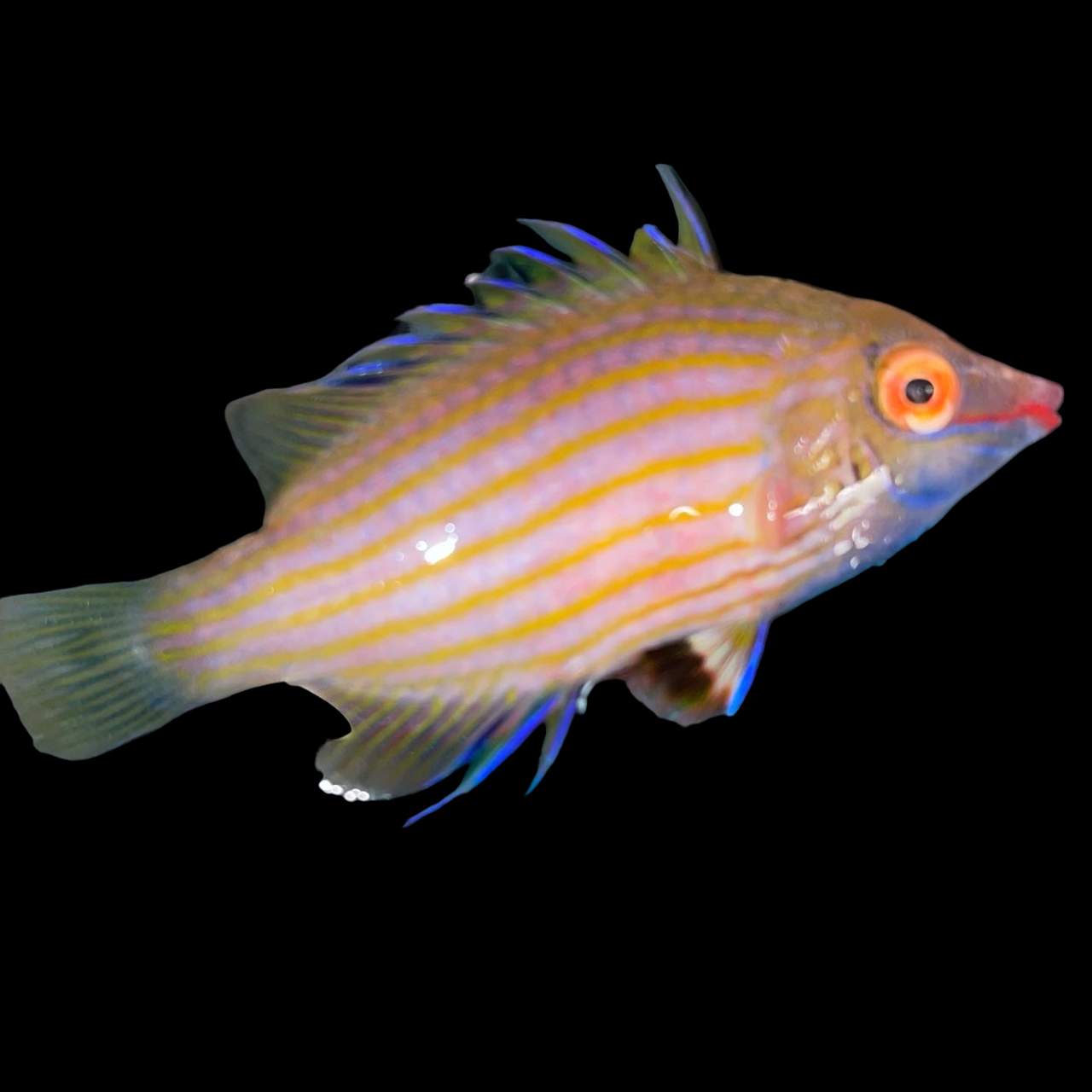 Pink Streak Wrasse