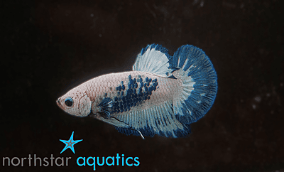 Plakat Blue Rim Marble Male Betta