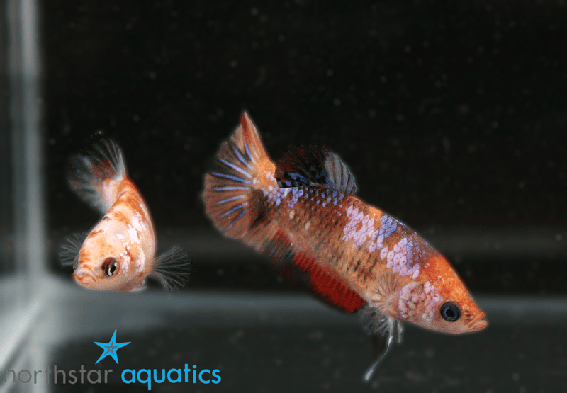 Nemo Koi FEMALE Betta