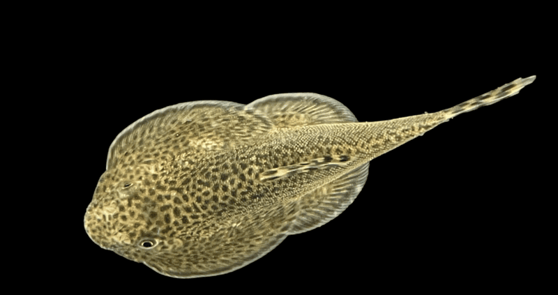 Chinese Hillstream Loach