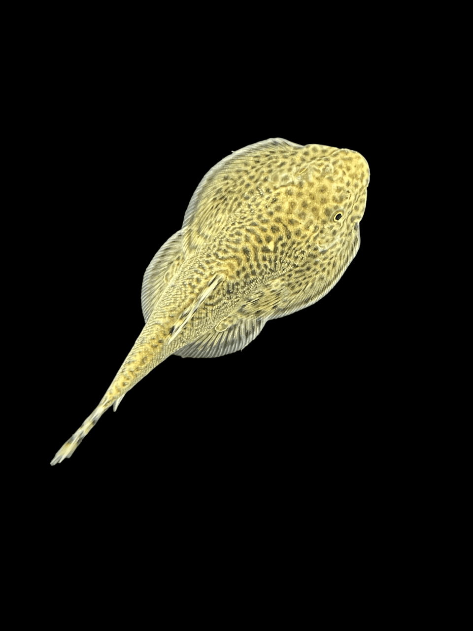 Chinese Hillstream Loach