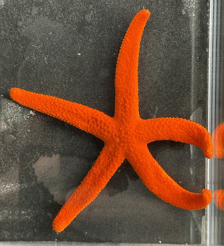 Bali Orange Star M