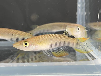 Misc Freshwater Fish