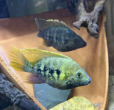 Cichlid African