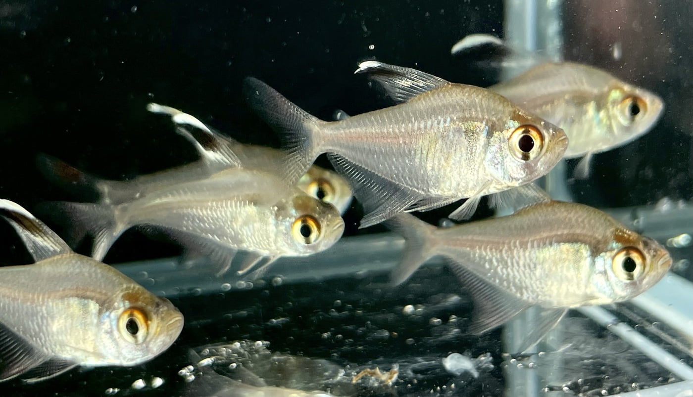 Red Ornate Tetra Wild(Hyphessobrycon bentosi)
