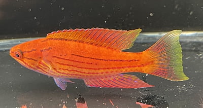 Royal Flasher Wrasse M