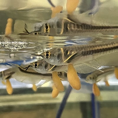 Misc Freshwater Fish